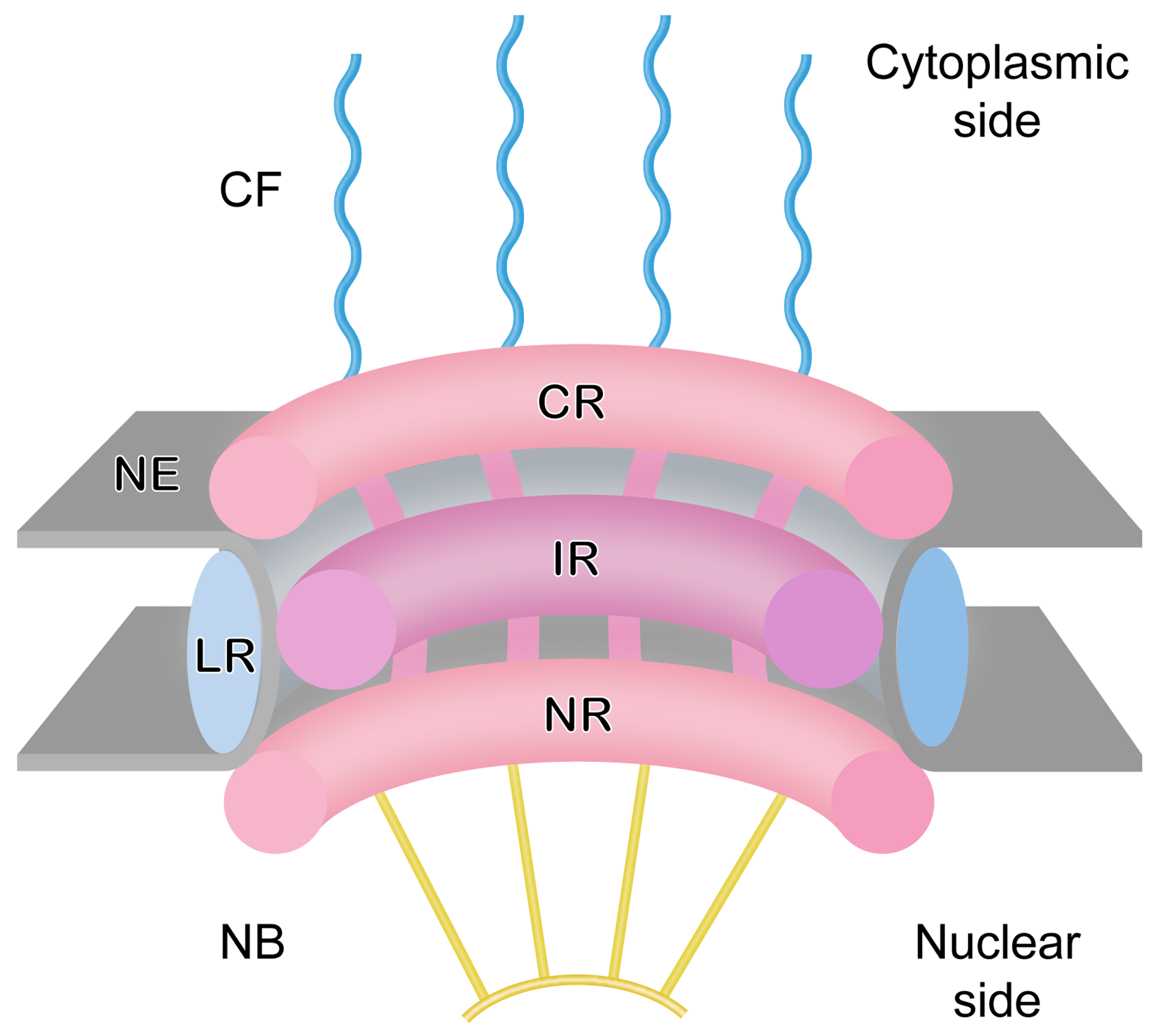 Research - Westlake University