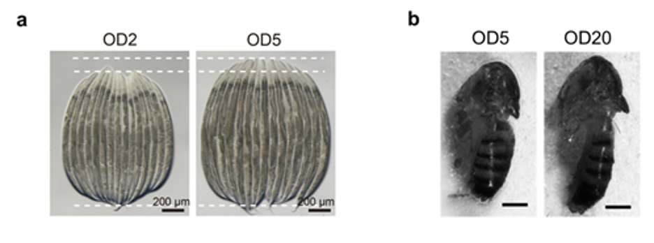 Research - Westlake University